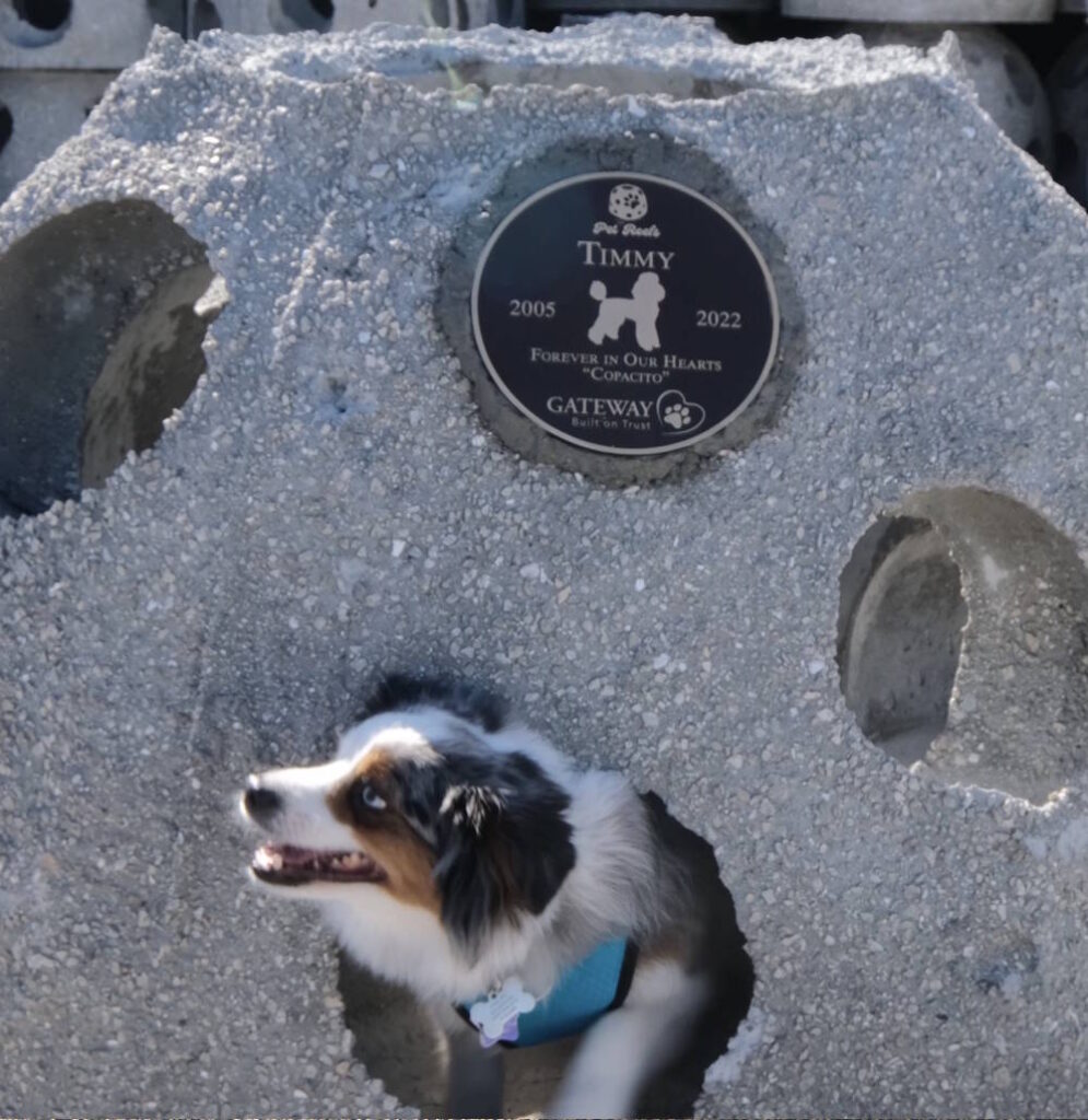 How We Create Pet Memorials - Pet Reefs